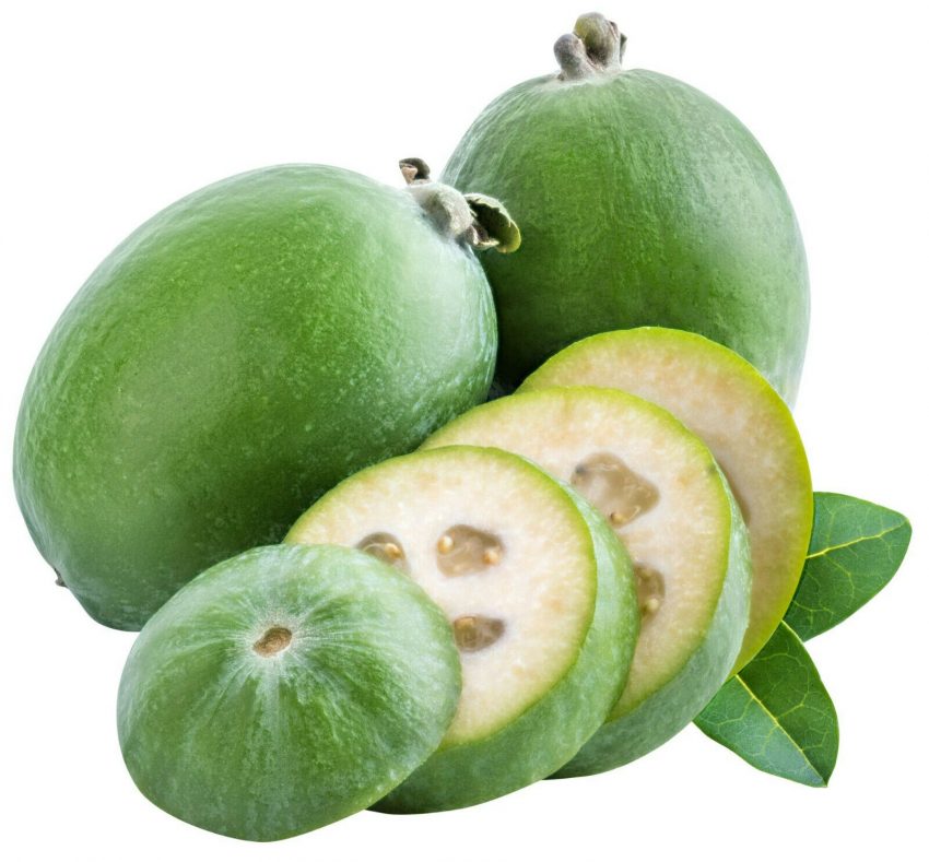 Where to buy feijoas in the UK? - Feijoas UK - UKs only Feijoa Farm.